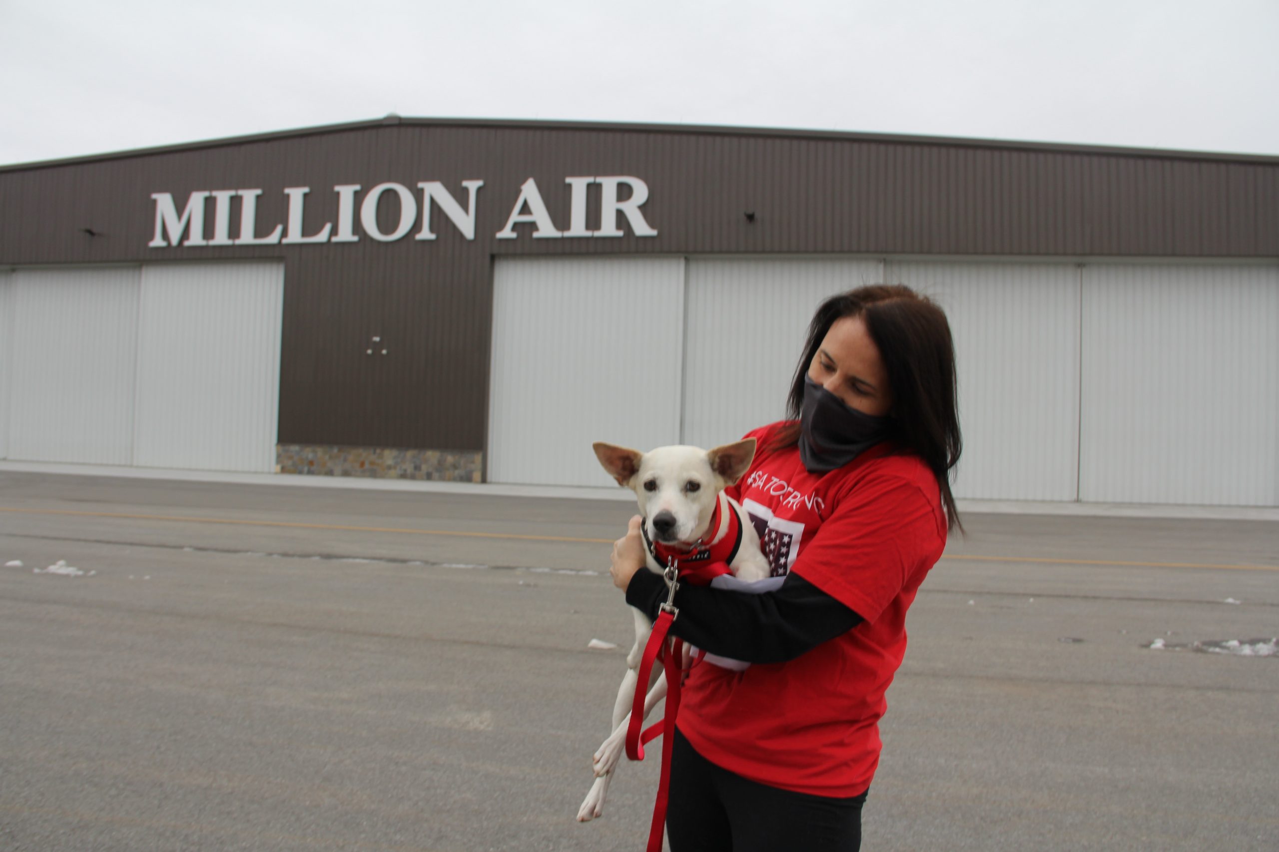 THE SATO PROJECT UNITES DOGS RESCUED FROM PUERTO RICO AT MILLION AIR ...
